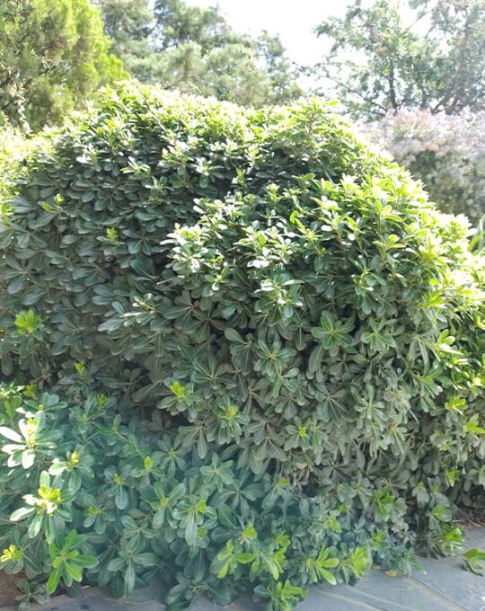 Abelia - Vivero Los Arrayanes - Comarca de Sierra de la Ventana