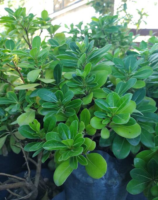 Arbustivas - Vivero Los Arrayanes - Comarca de Sierra de la Ventana